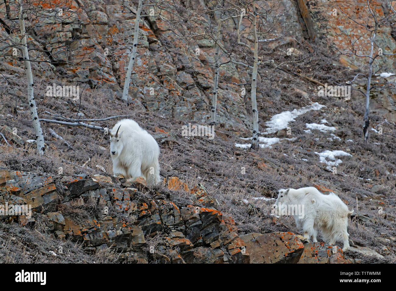 Two mountain goats climbing Yukon slopes Stock Photo - Alamy