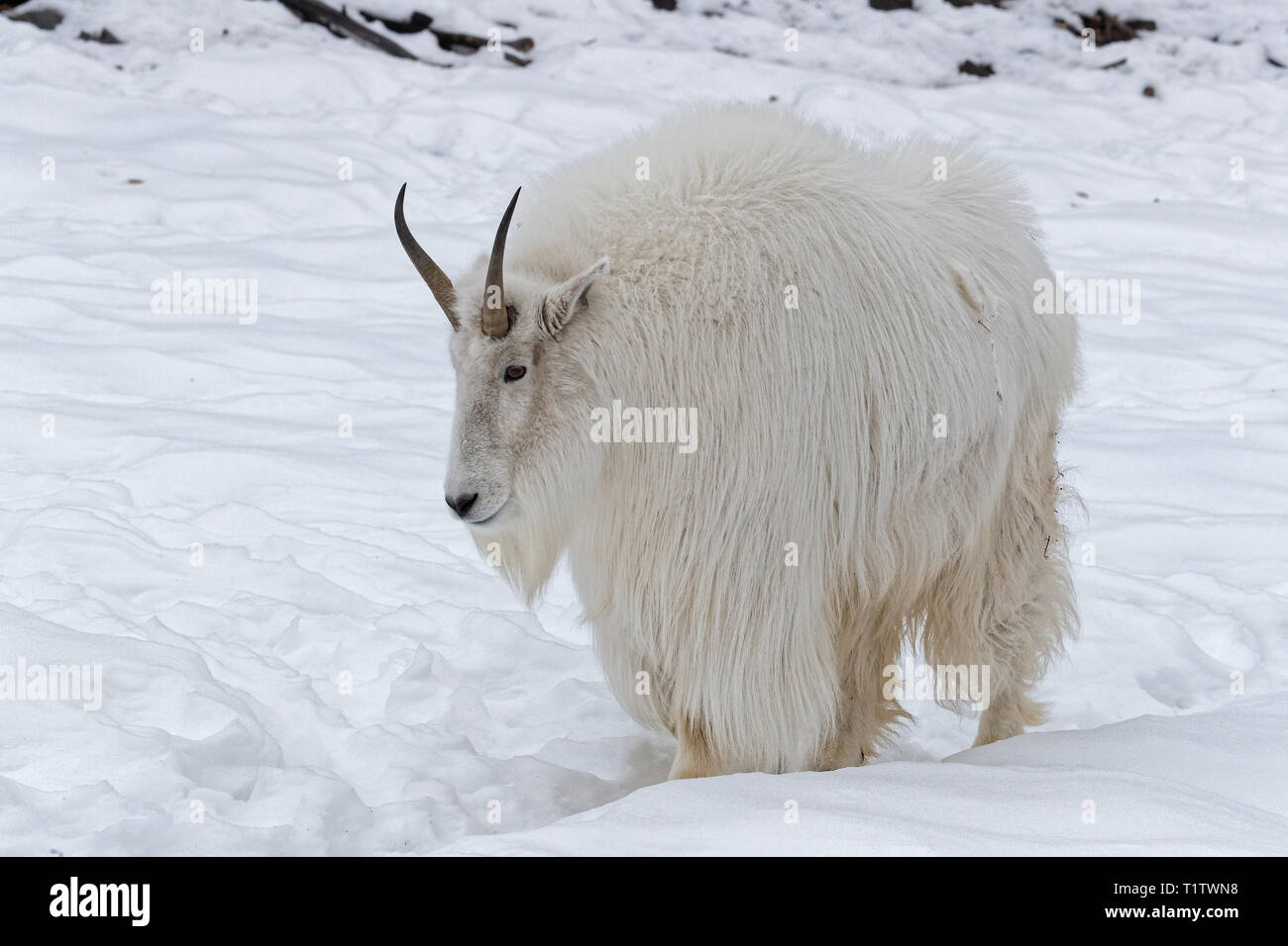 The mountain goat (Oreamnos americanus) is a hoofed mammal endemic to ...