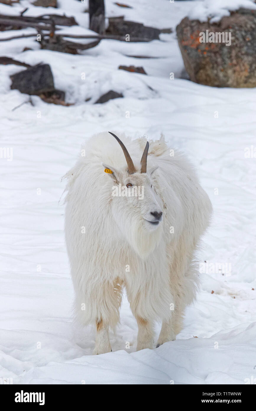 The mountain goat (Oreamnos americanus) is a hoofed mammal endemic to ...