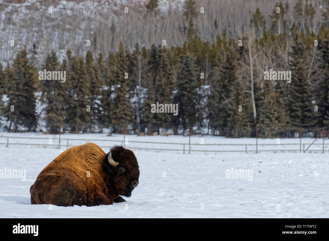 Sitting buffalo hi-res stock photography and images - Alamy