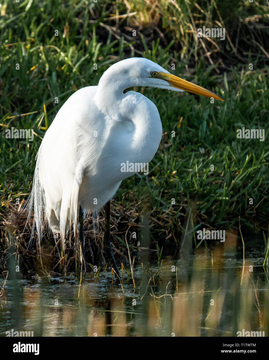 Large florida birds hi-res stock photography and images - Alamy