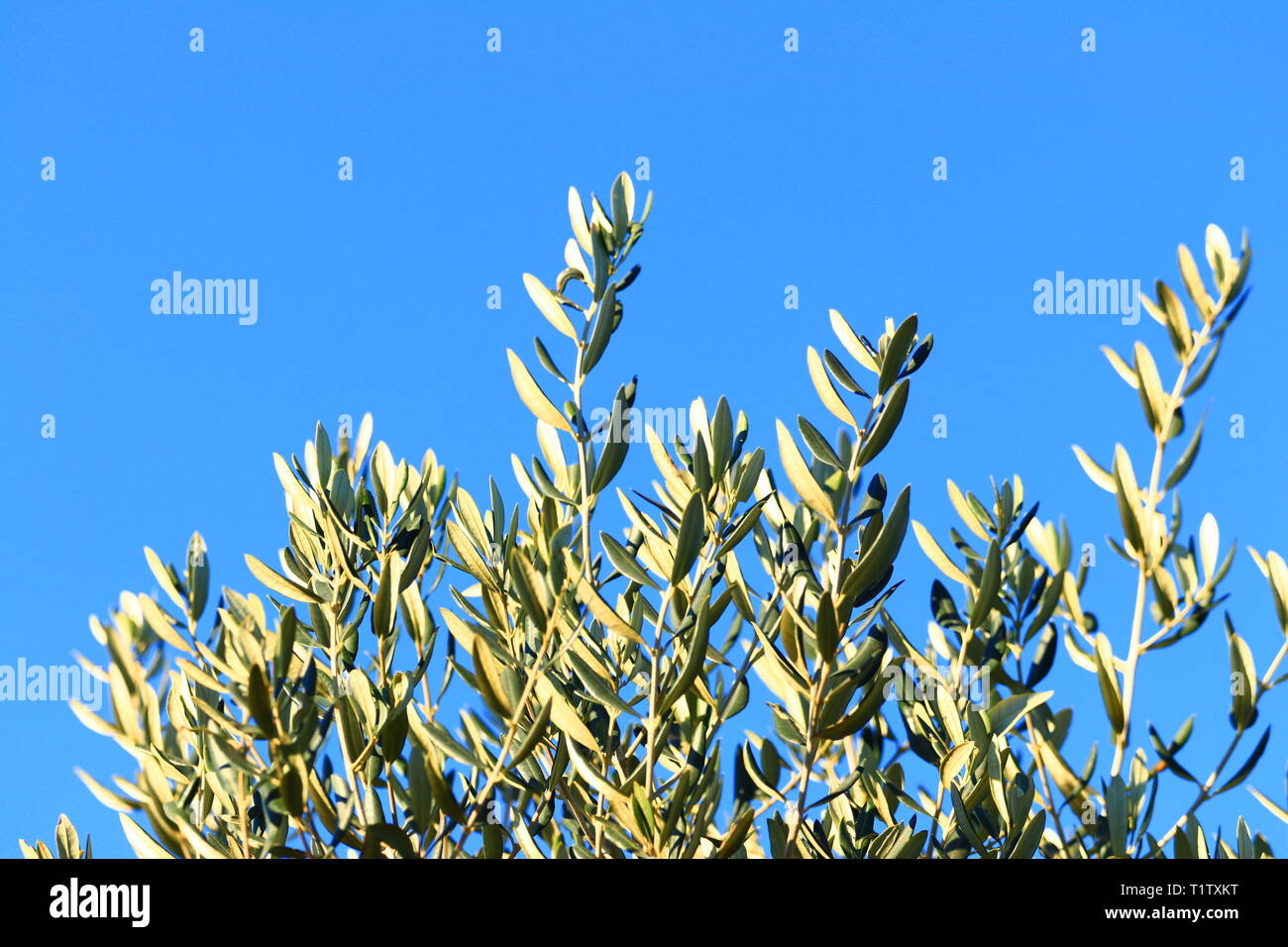 Olive tree leaves, blue sky in background Stock Photo - Alamy
