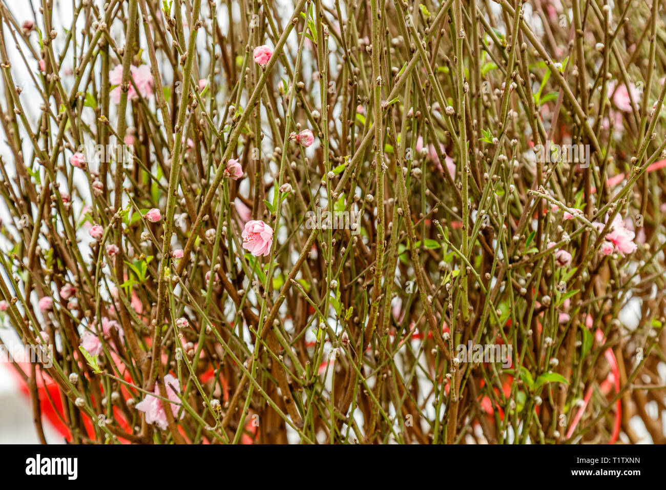 Vietnam tet tree hi-res stock photography and images - Alamy