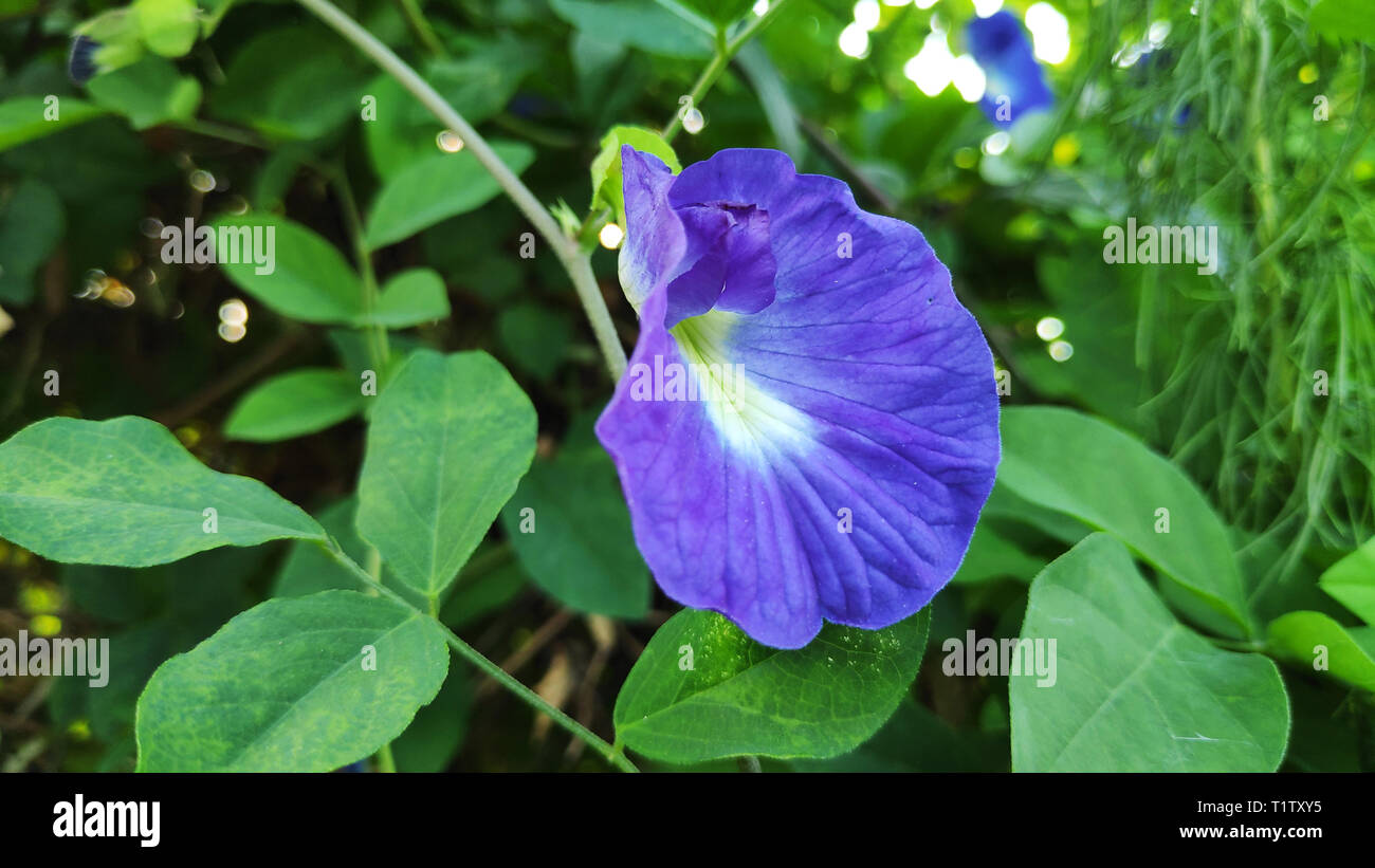 Butterfly Pea Flower and the green leaves Stock Photo - Alamy