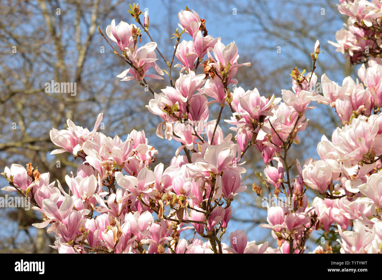Pink Magnolia blooms glowing in the early spring sunshine. London ...