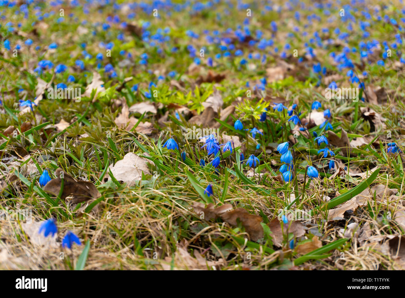 Beauty spring blue snowdrop flowers in the forest Stock Photo - Alamy