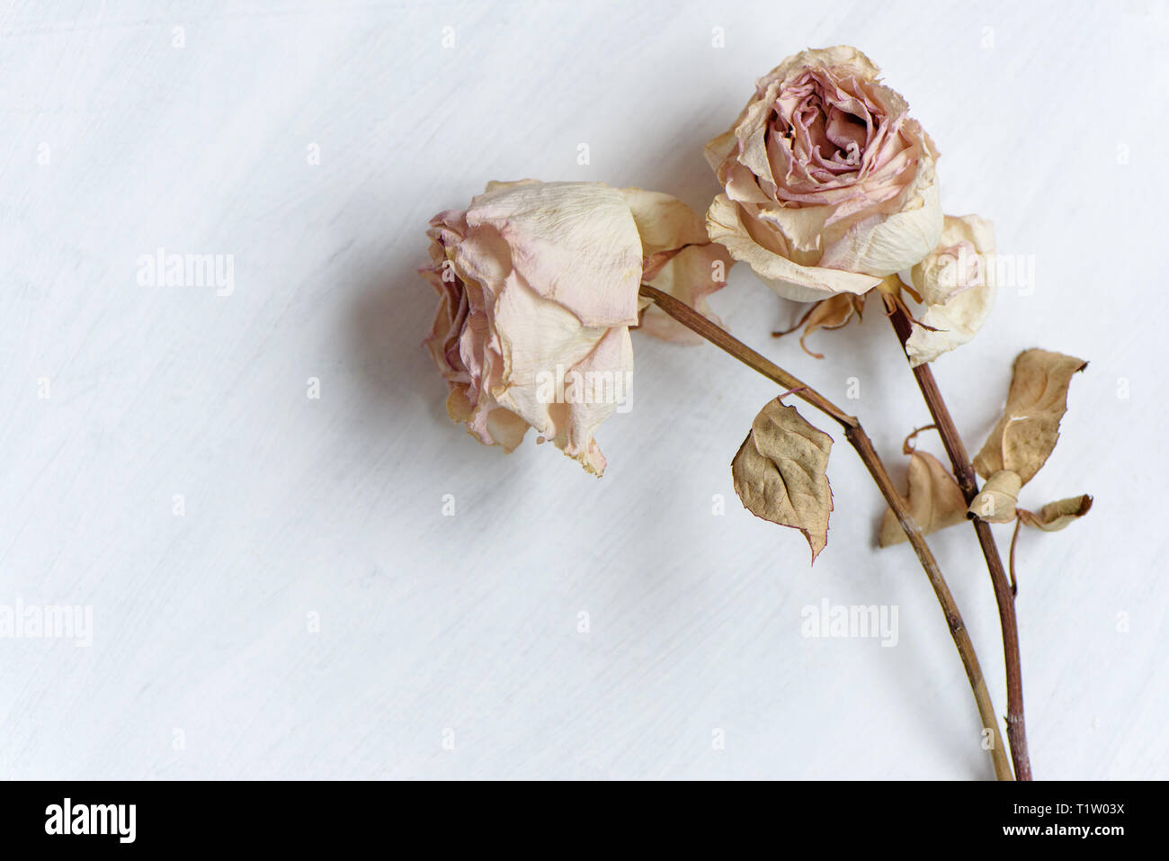 Dried faded roses on old paper on wooden background Pair of dry faded ...