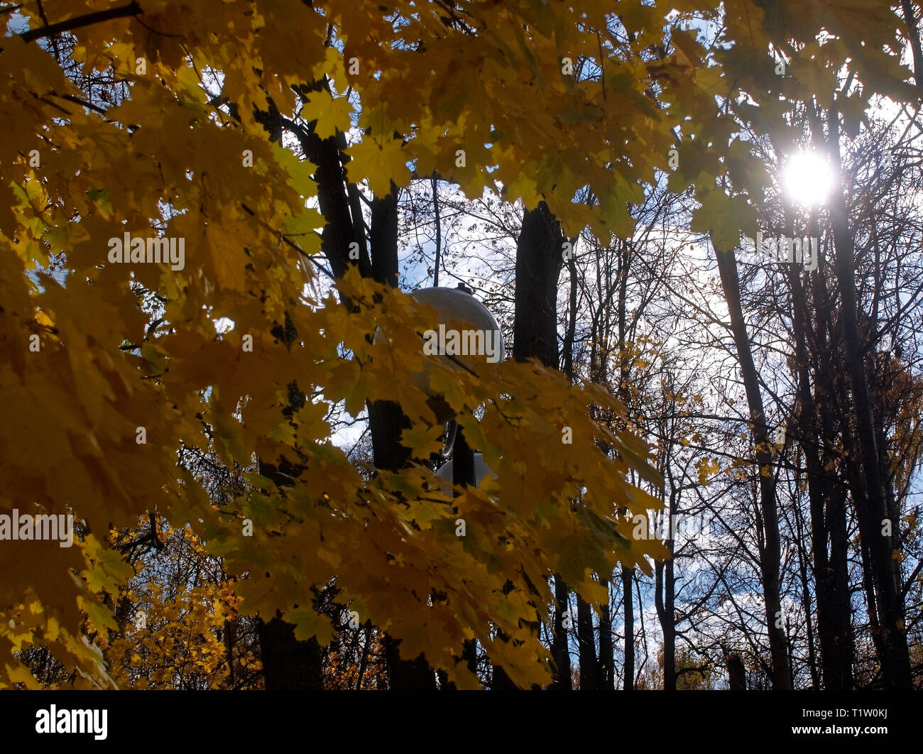 autumn leaves on trees in the Park, Moscow Stock Photo - Alamy