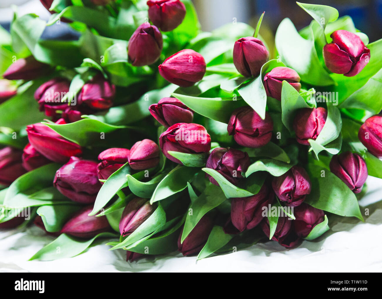 A bunch of beautiful tulips Stock Photo - Alamy