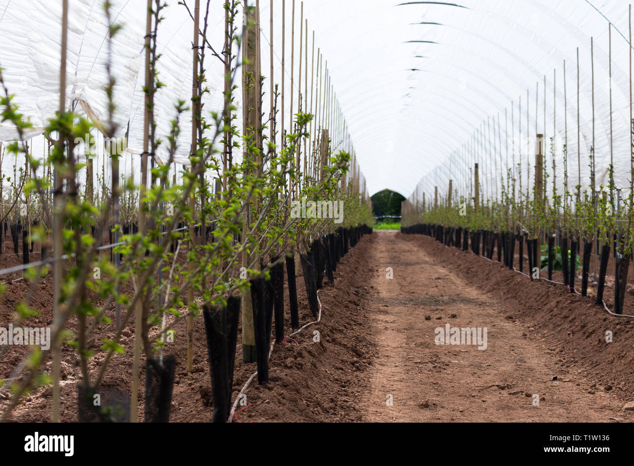 Cherry Orchard Trellis
