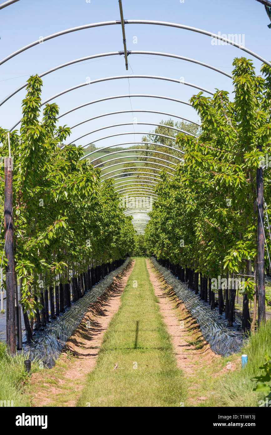 Cherry tree orchards under polytunnels Herefordshire Stock Photo - Alamy
