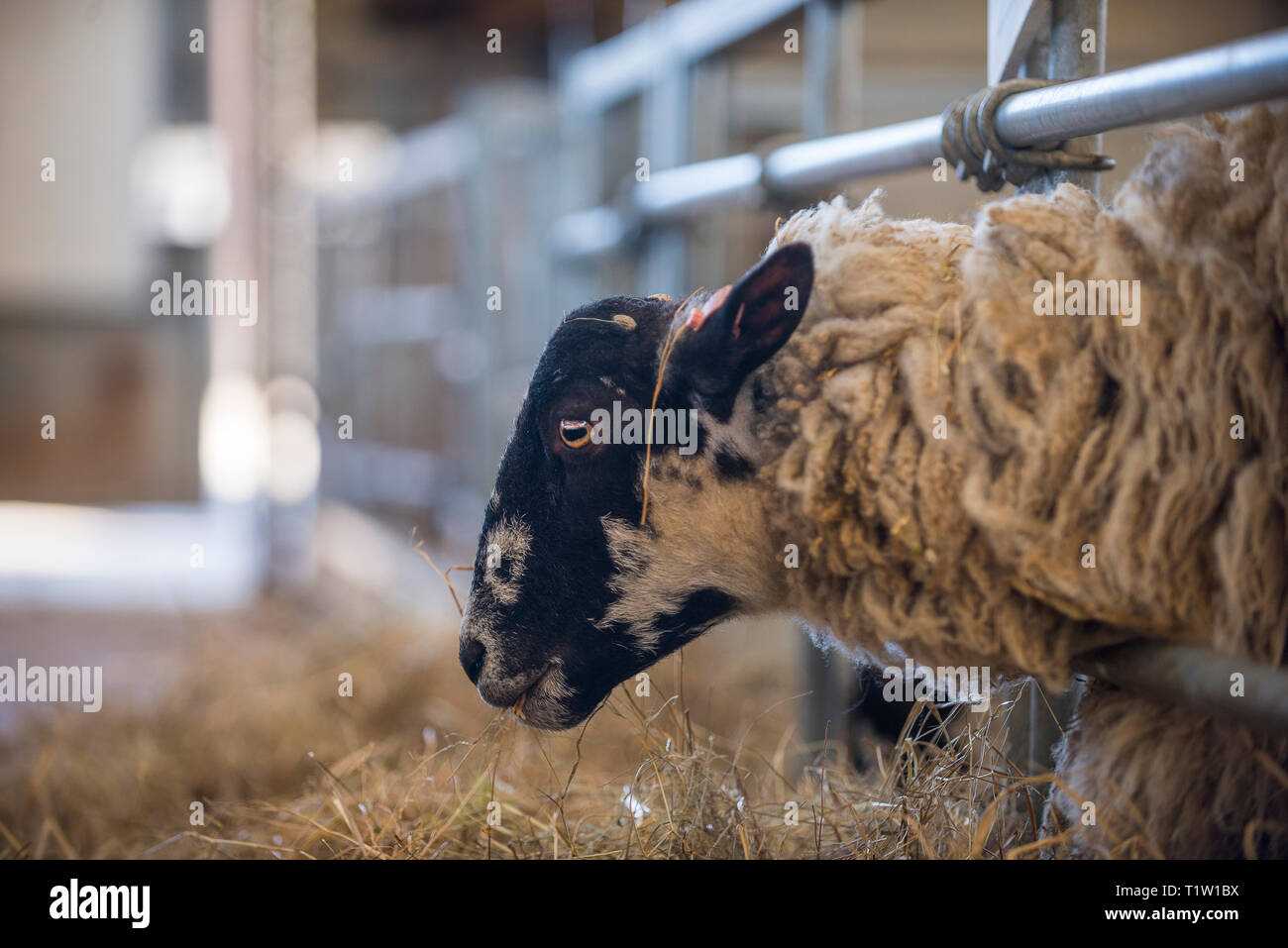 Ewe in barn hi-res stock photography and images - Alamy