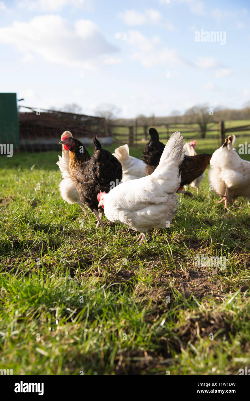 Rural free range chickens hi-res stock photography and images - Alamy