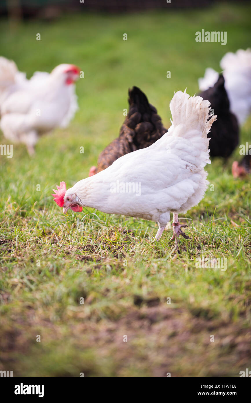 Free range chickens uk hi-res stock photography and images - Alamy