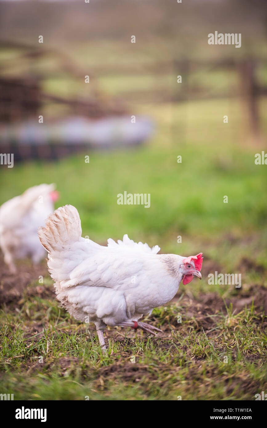 Free range chickens on smallholding in Leicestershire Stock Photo - Alamy
