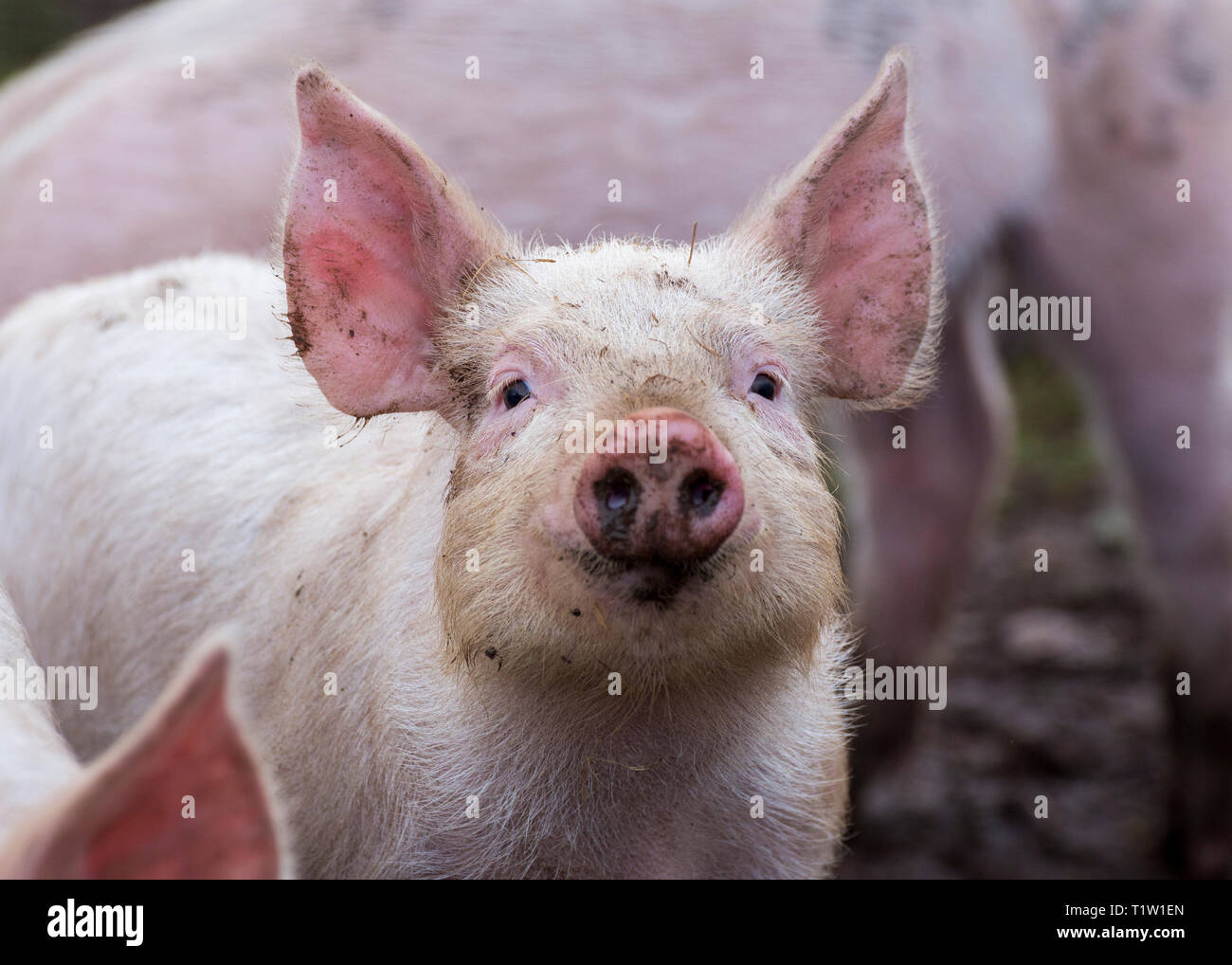 Free range pigs at Essington Farm Wolverhampton Stock Photo - Alamy