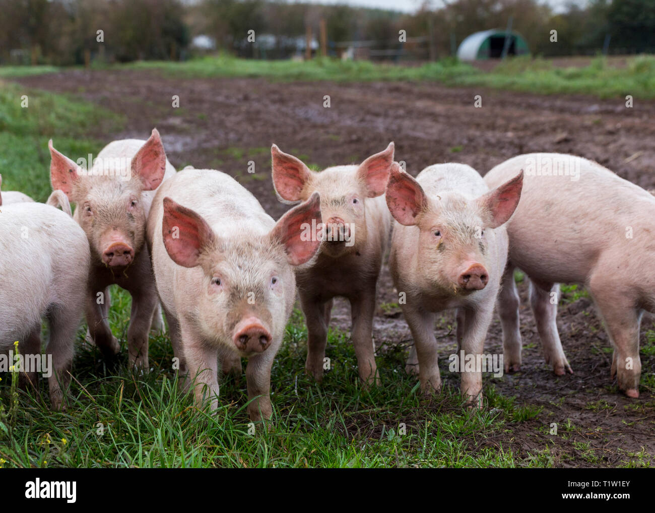 Free range pigs at Essington Farm Wolverhampton Stock Photo - Alamy
