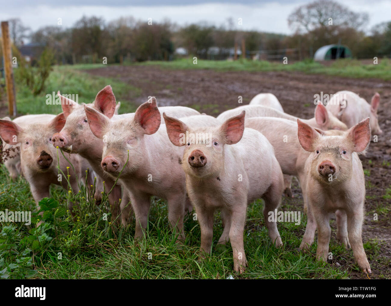 Free range pigs at Essington Farm Wolverhampton Stock Photo - Alamy