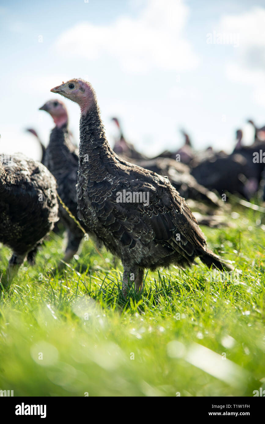 Turkey bird uk hi-res stock photography and images - Alamy