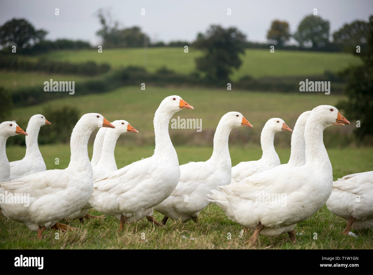 White geese hi-res stock photography and images - Alamy