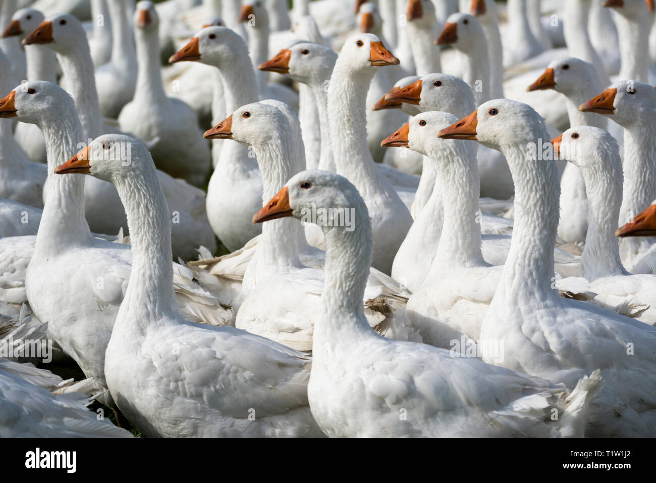 Gaggle of white geese Somerset Stock Photo - Alamy