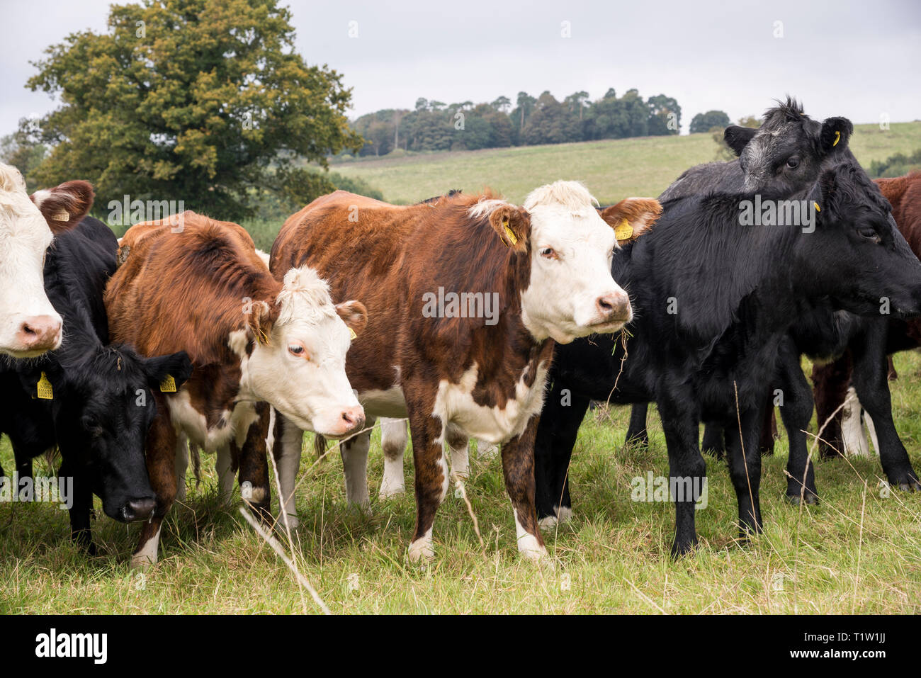 Grass fed beef cattle Somerset Stock Photo - Alamy