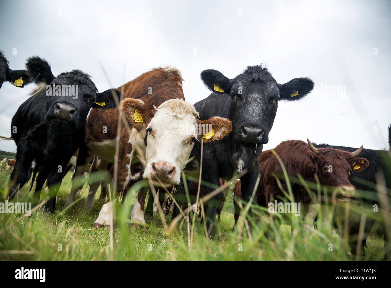 Grass fed beef cattle Somerset Stock Photo - Alamy
