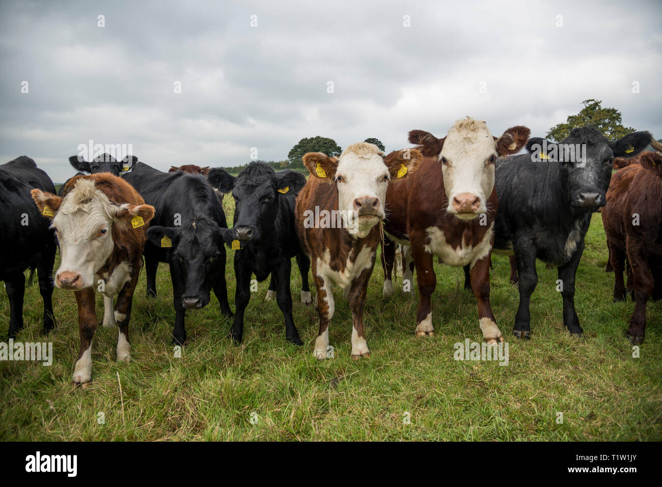 Grass Fed Cattle High Resolution Stock Photography and Images - Alamy