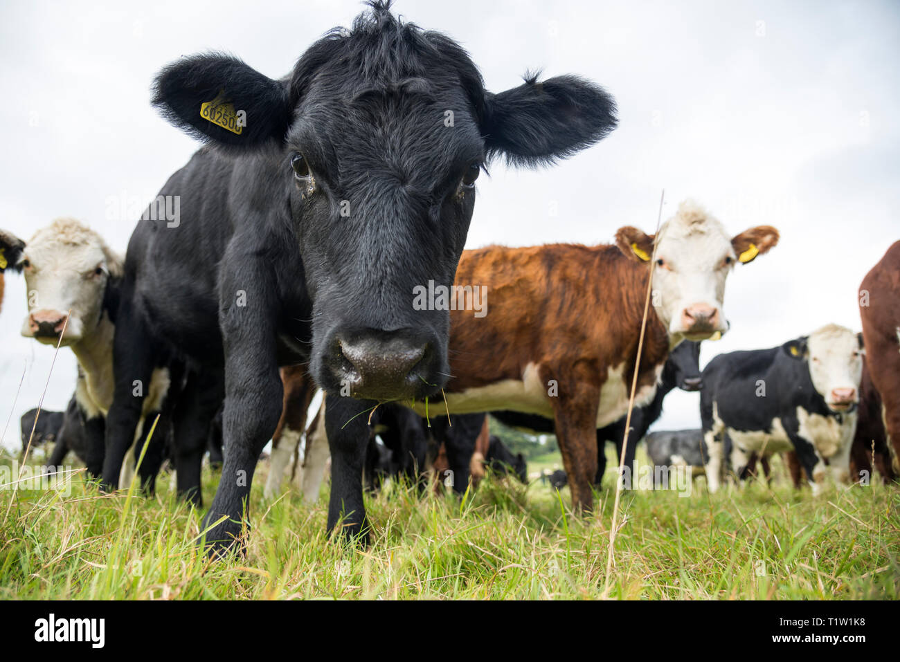 Grass fed beef cattle Somerset close up Stock Photo - Alamy
