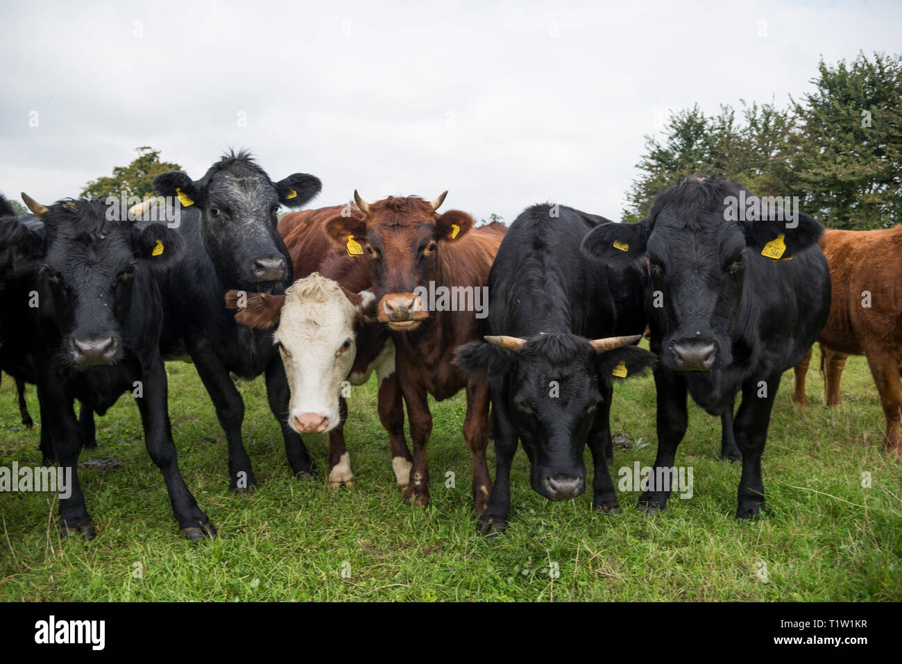 British beef grass fed meat hi-res stock photography and images - Alamy