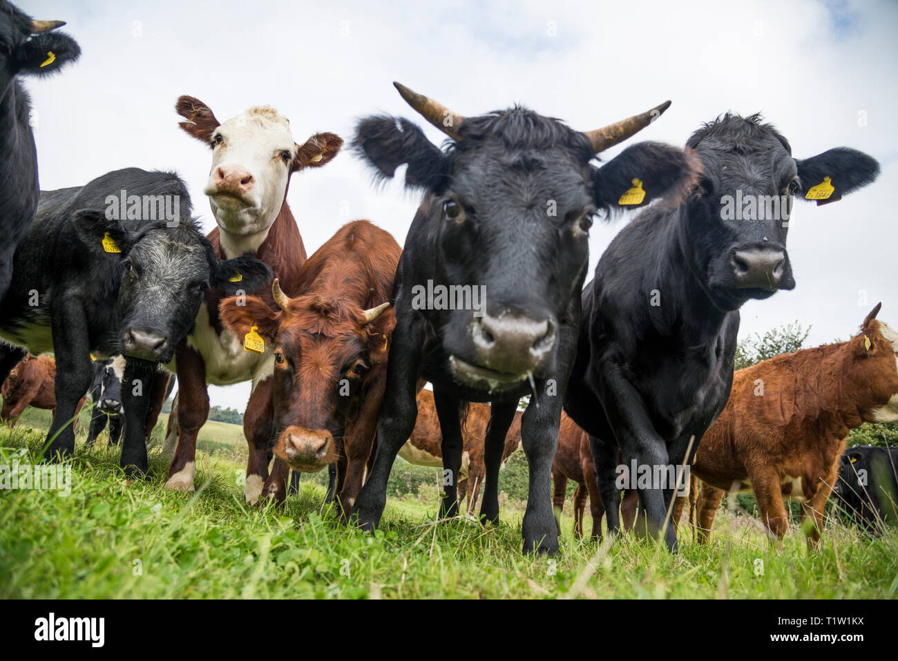 British beef grass fed meat hi-res stock photography and images - Alamy