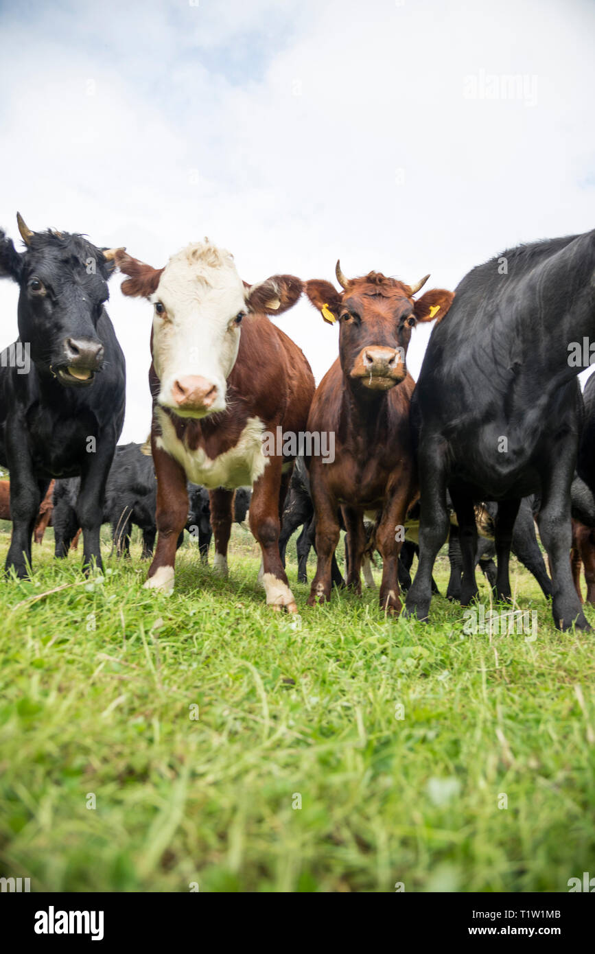 Grass fed beef cattle Somerset close up Stock Photo - Alamy