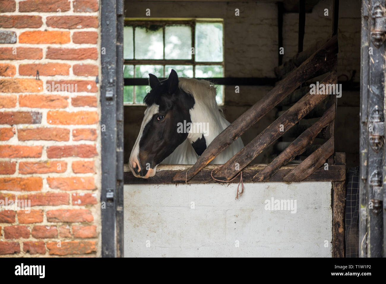 Horse in farmyard stables Stock Photo - Alamy