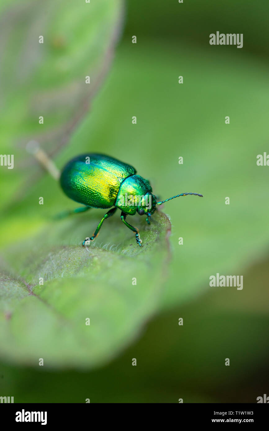 Shiny green and blue beetle hi-res stock photography and images - Alamy