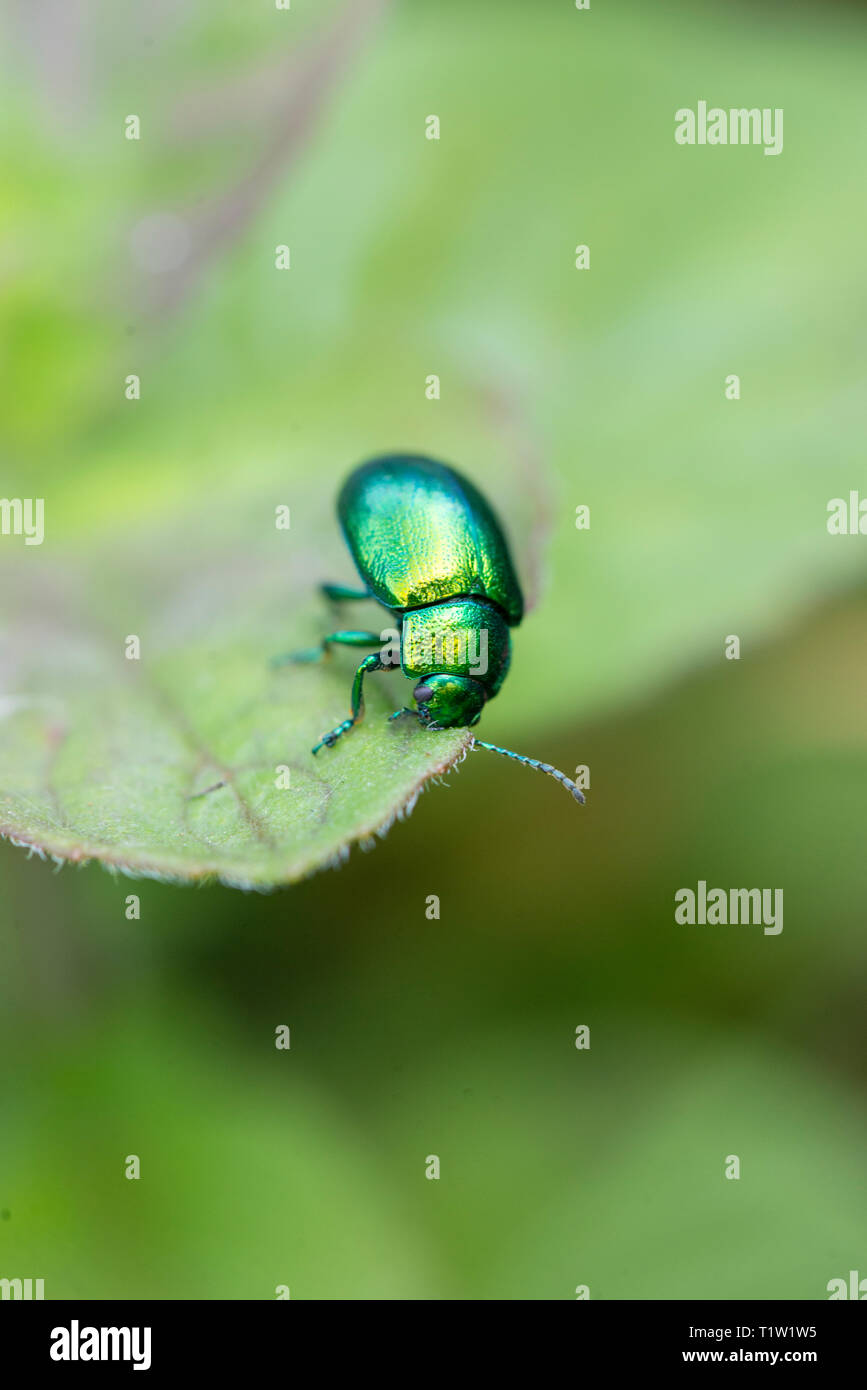 Small beetle britain hi-res stock photography and images - Alamy