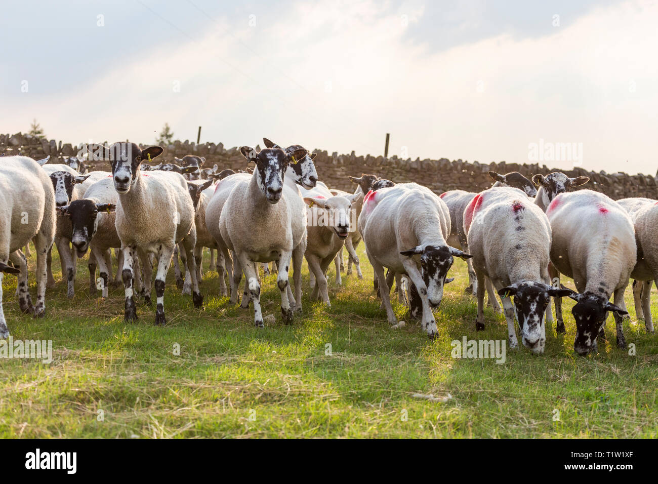 Mule sheep hi-res stock photography and images - Alamy