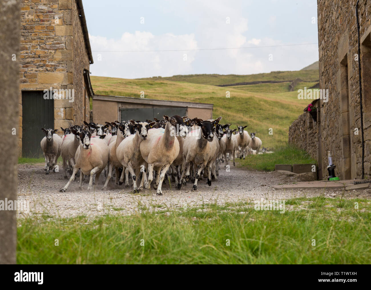 Lancashire Sheep Farming High Resolution Stock Photography and Images ...