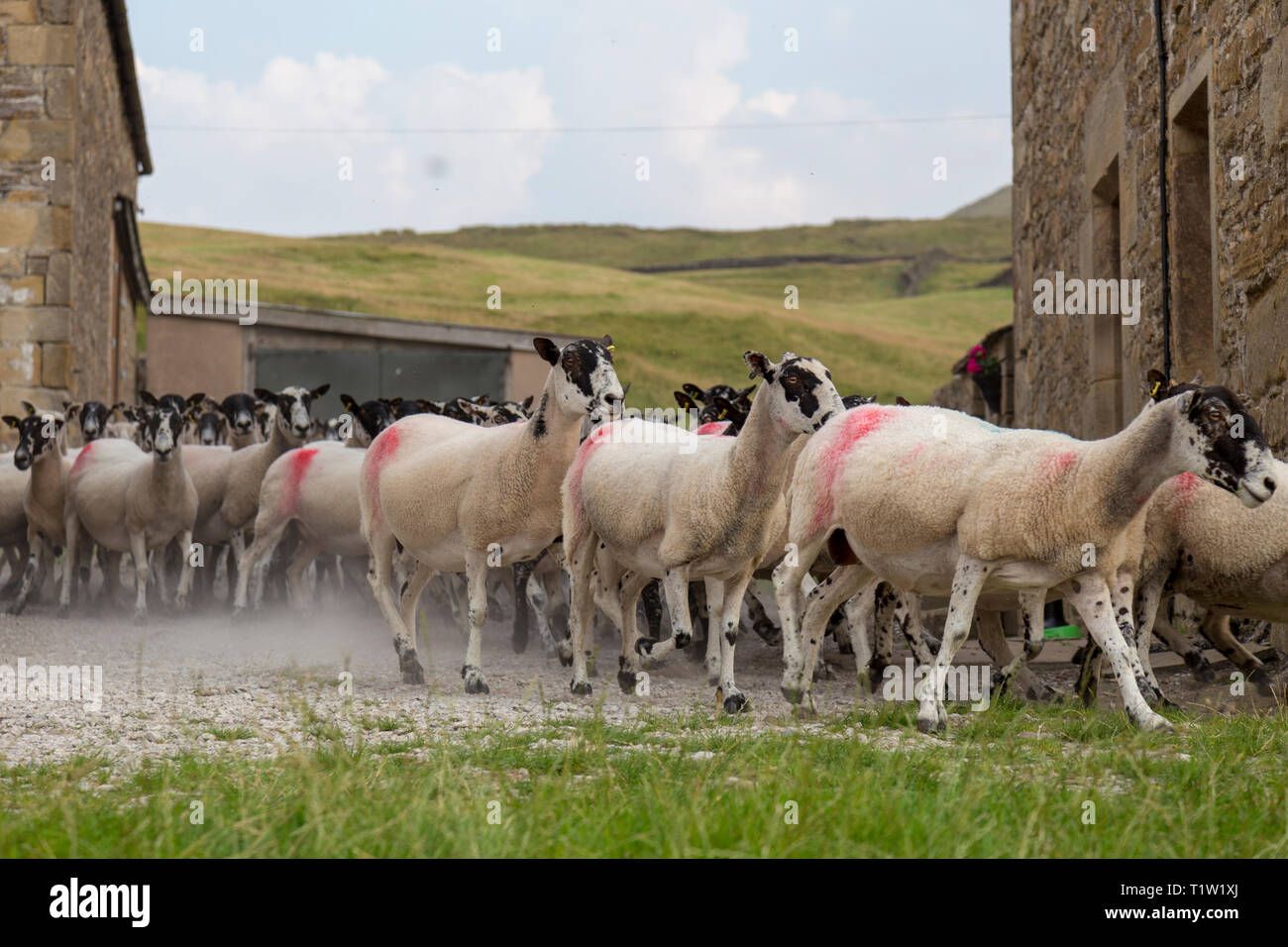 Mule running hi-res stock photography and images - Alamy