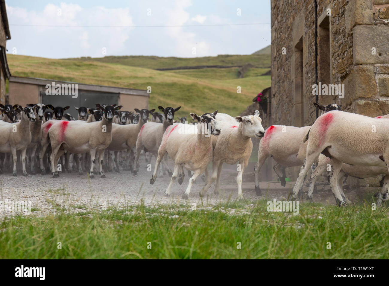 Mule running hi-res stock photography and images - Alamy