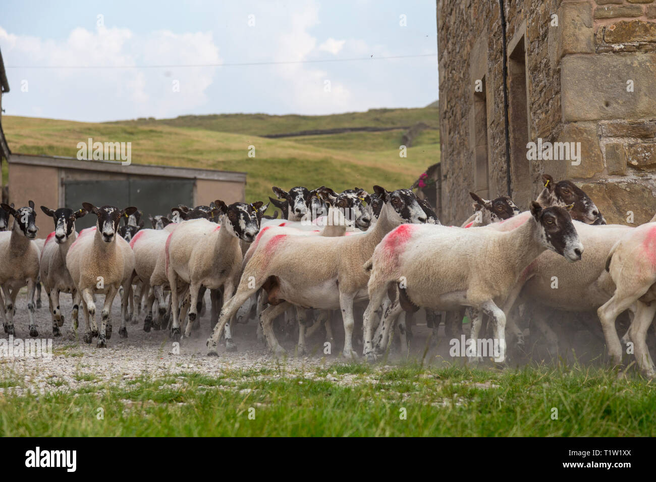 Mule running hi-res stock photography and images - Alamy