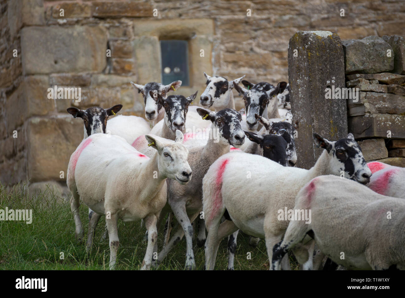 Mule sheep running through farm Lancashire Stock Photo - Alamy