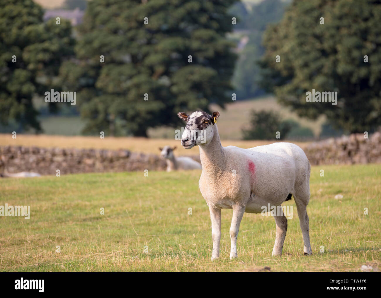 Mule sheep hi-res stock photography and images - Alamy