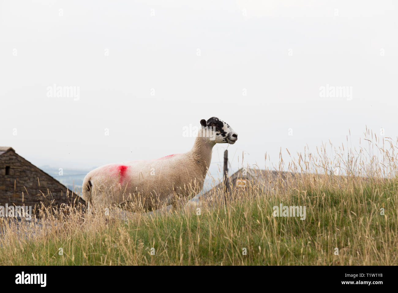 Mule sheep hi-res stock photography and images - Alamy