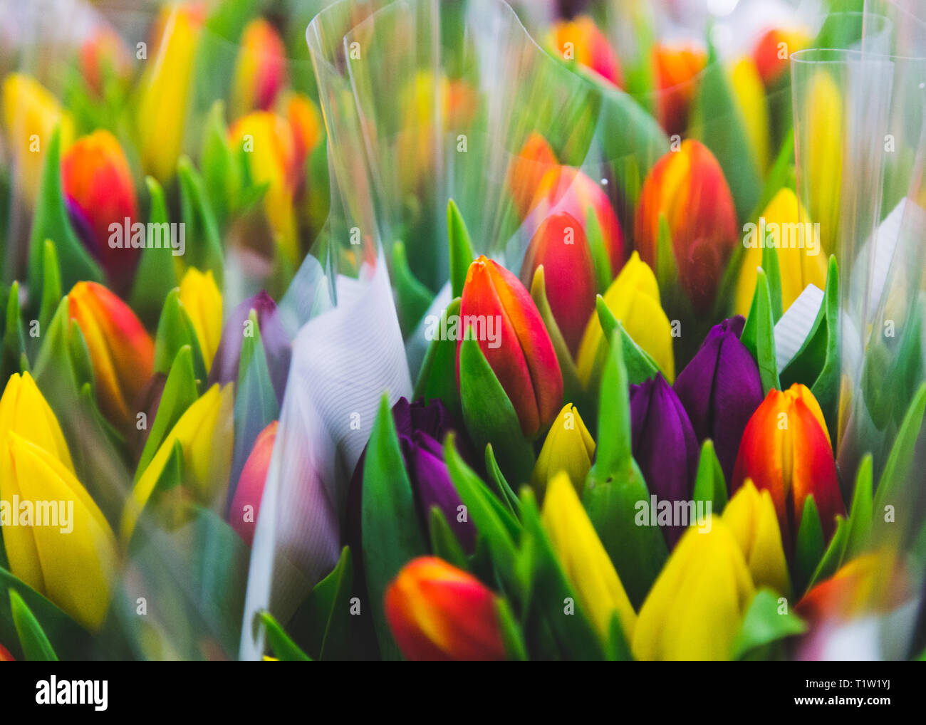 Cheerful coloured tulips hi-res stock photography and images - Alamy