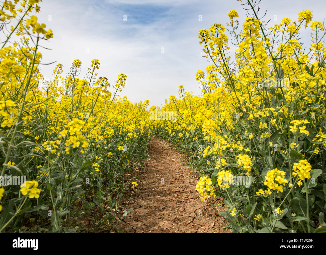 Oilseed rape crop South West England Stock Photo - Alamy