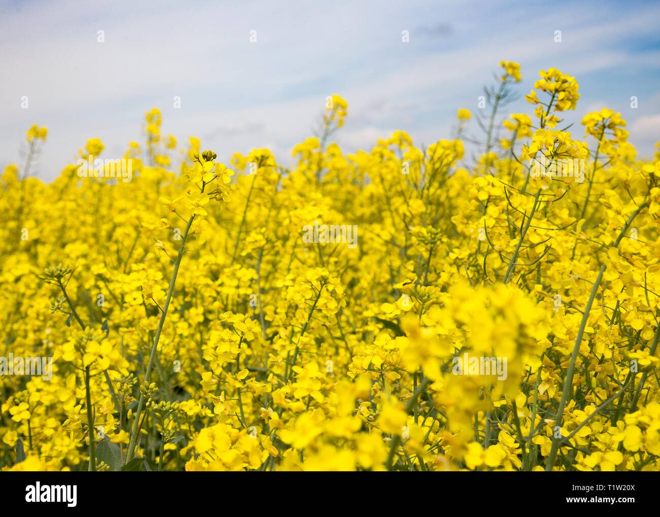 Oilseed rape crop South West England Stock Photo - Alamy