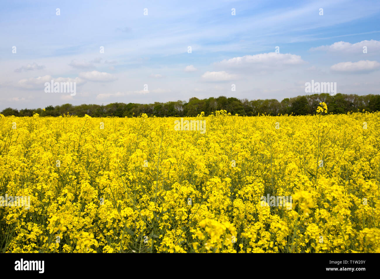 Oilseed rape crop South West England Stock Photo - Alamy