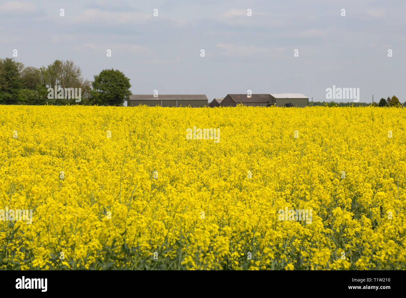 Oilseed rape crop South West England Stock Photo - Alamy