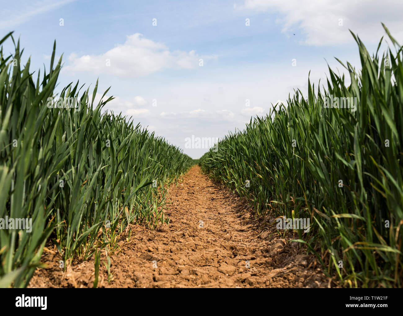Path through young wheat field South West England Stock Photo - Alamy
