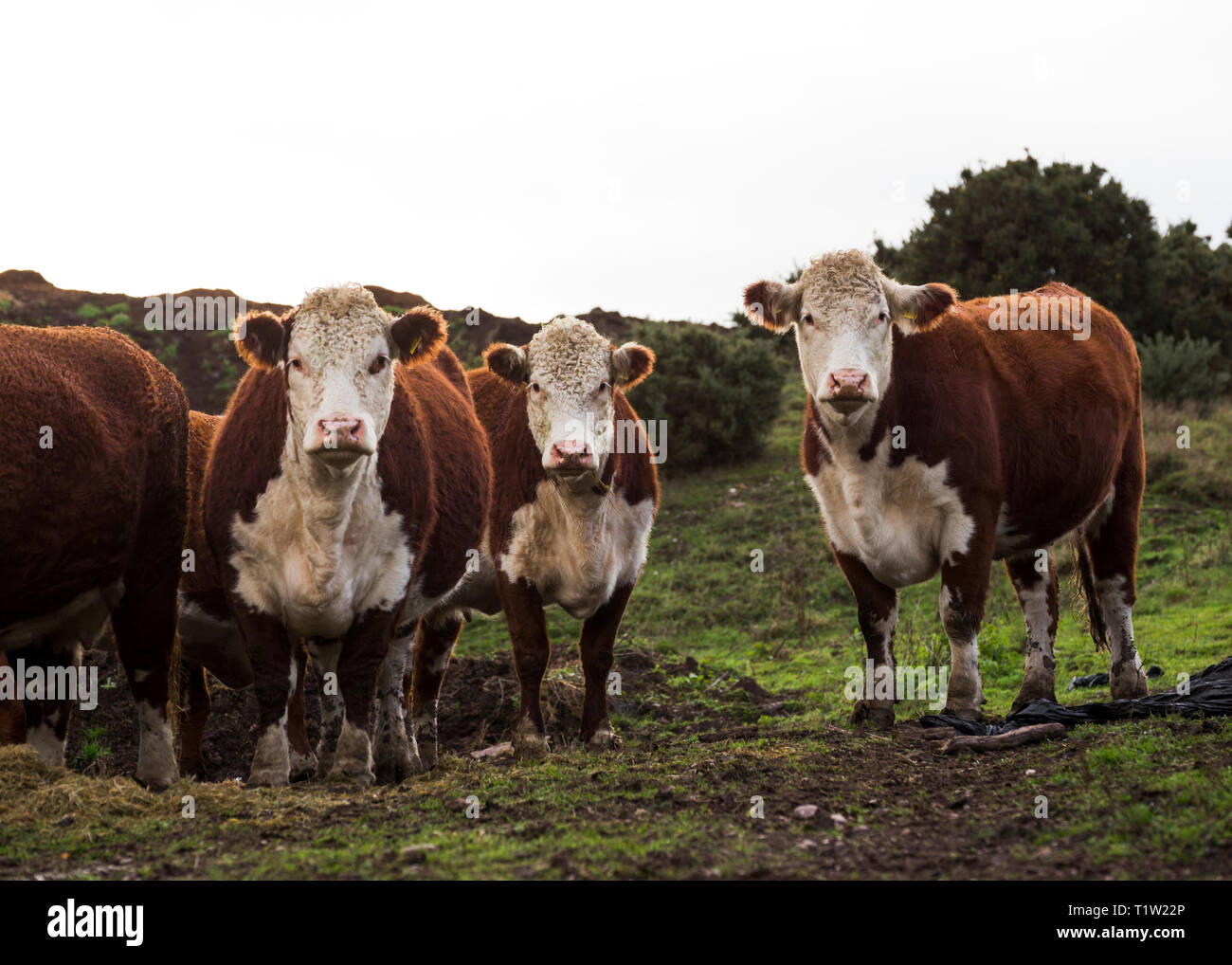 Pedigree cattle hi-res stock photography and images - Alamy